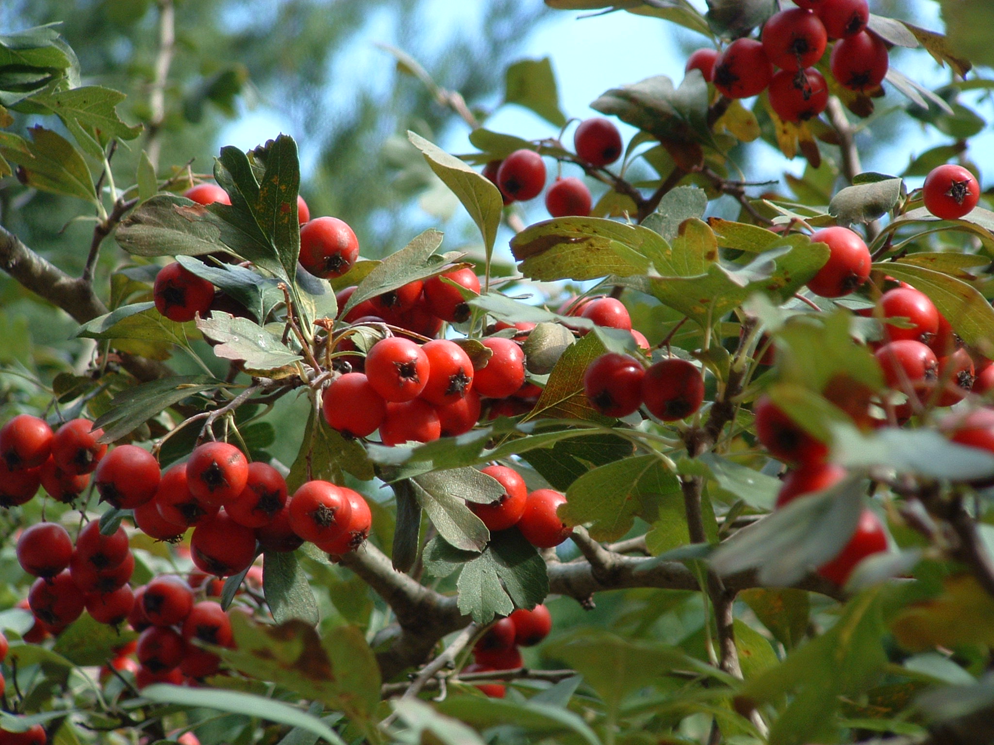 Trees & Shrubs for Rural Areas - ERA