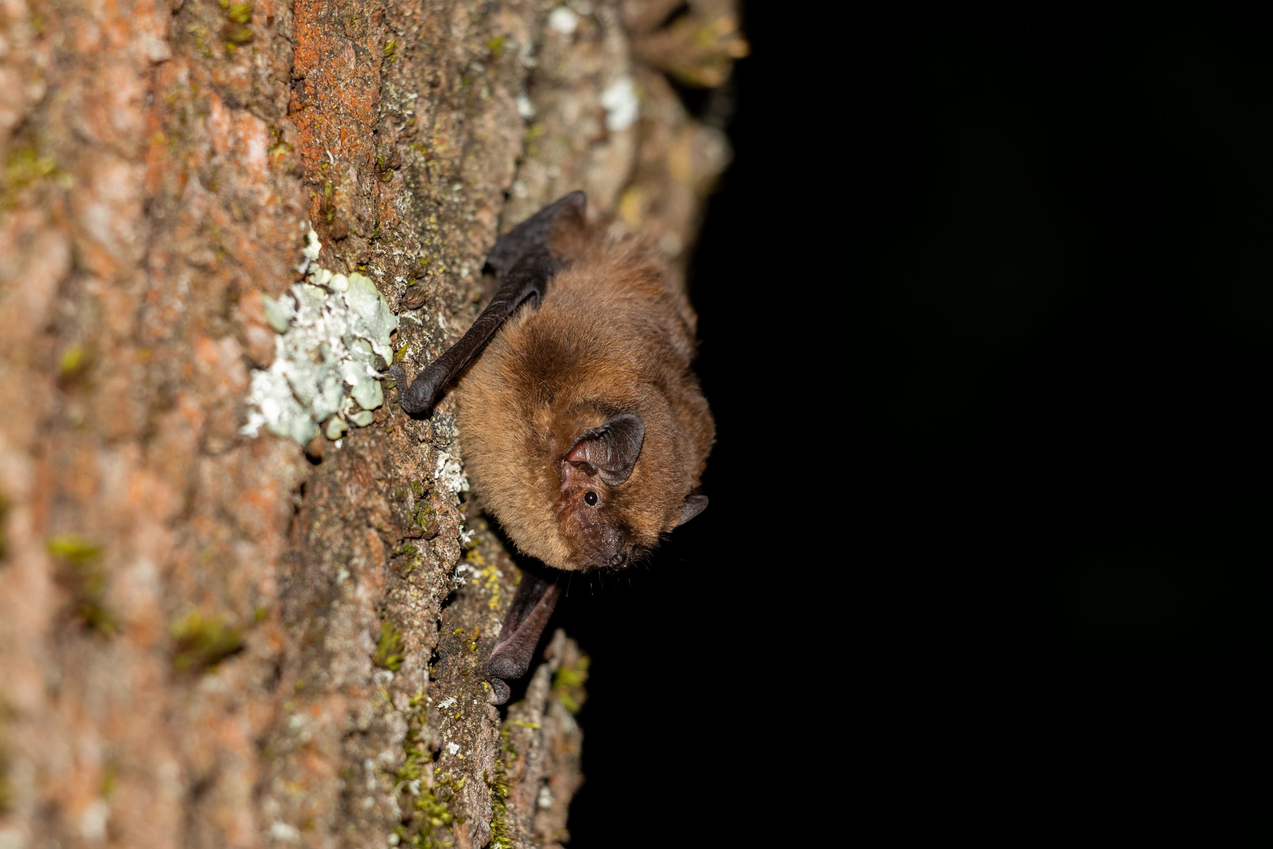 EU Bats Multi-Species Action Plan (MSAP) - ERA