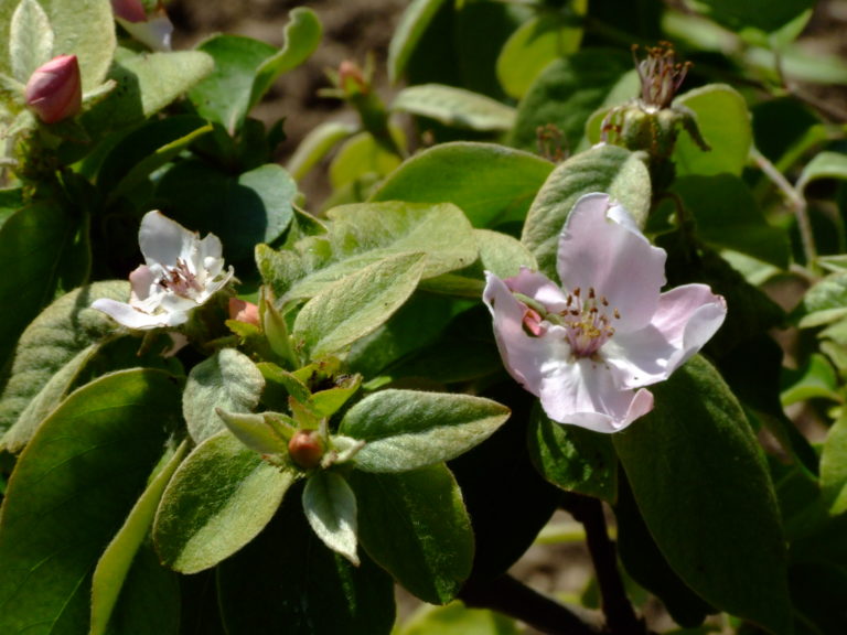 Trees & Shrubs for Rural Areas - ERA