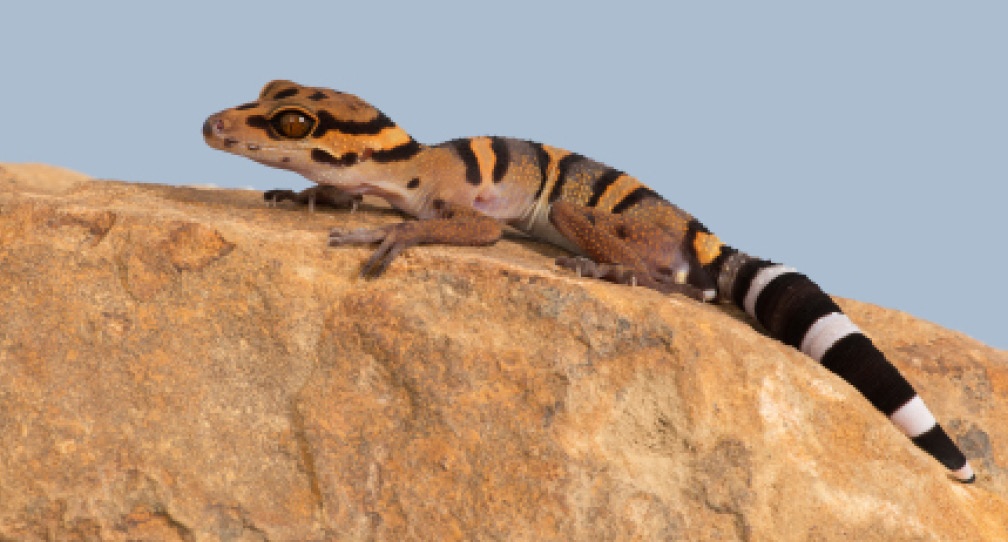 Registration of CITES Up-listed Species - ERA