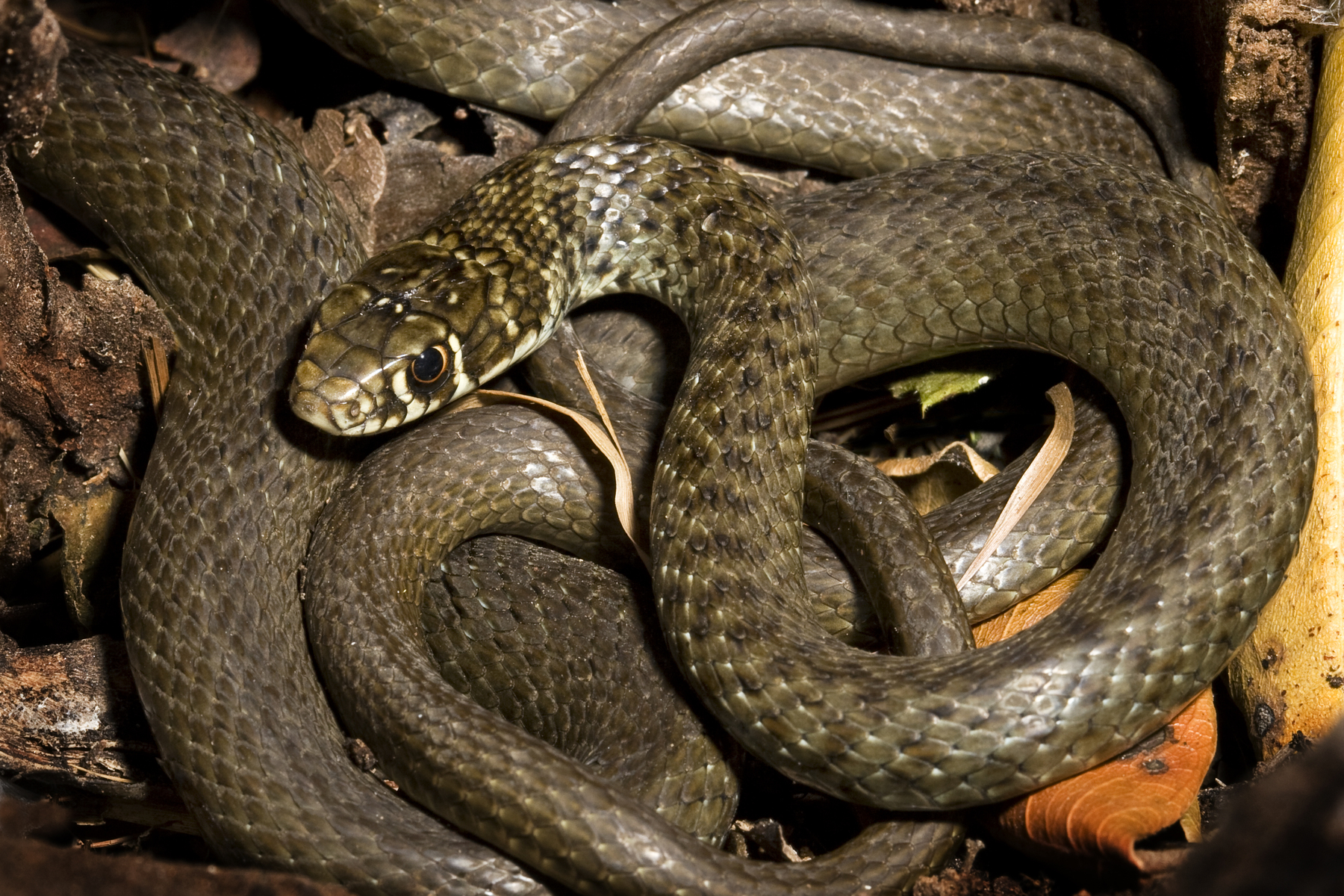Reptiles and mammals monitoring - ERA
