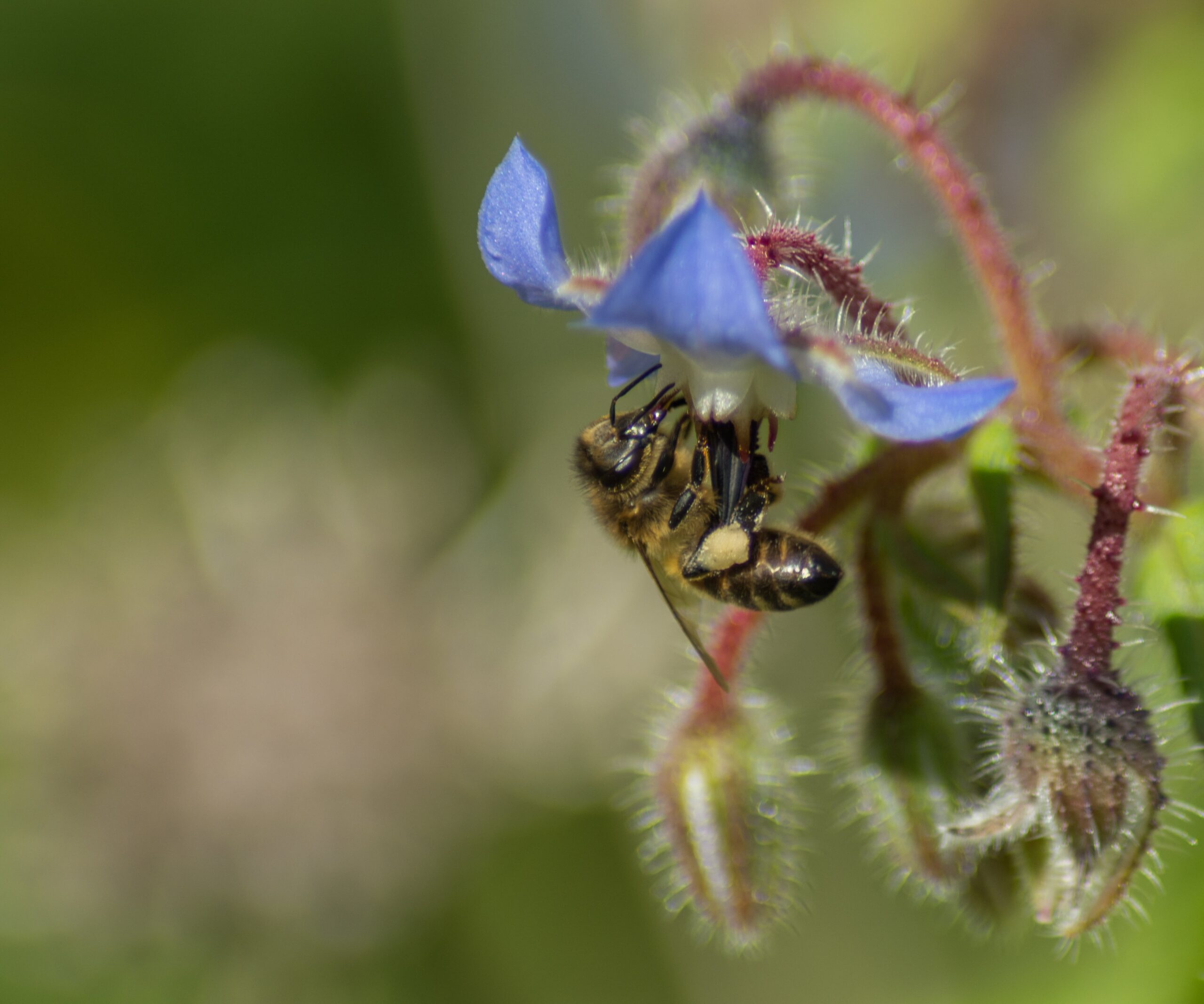 MEER - Maltese honeybee declared national insect - ERA